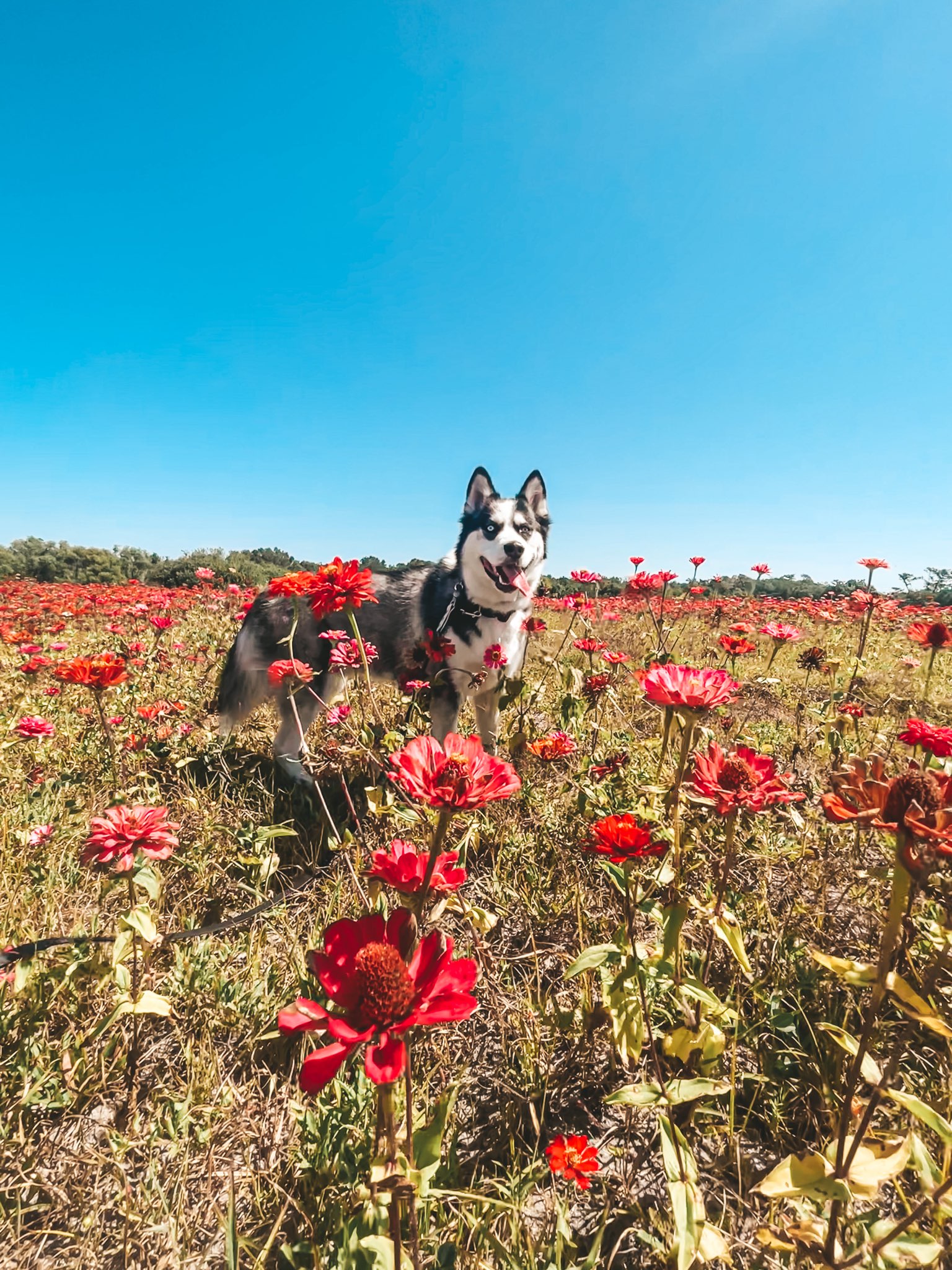 Links and Codes – Our Howling Adventures