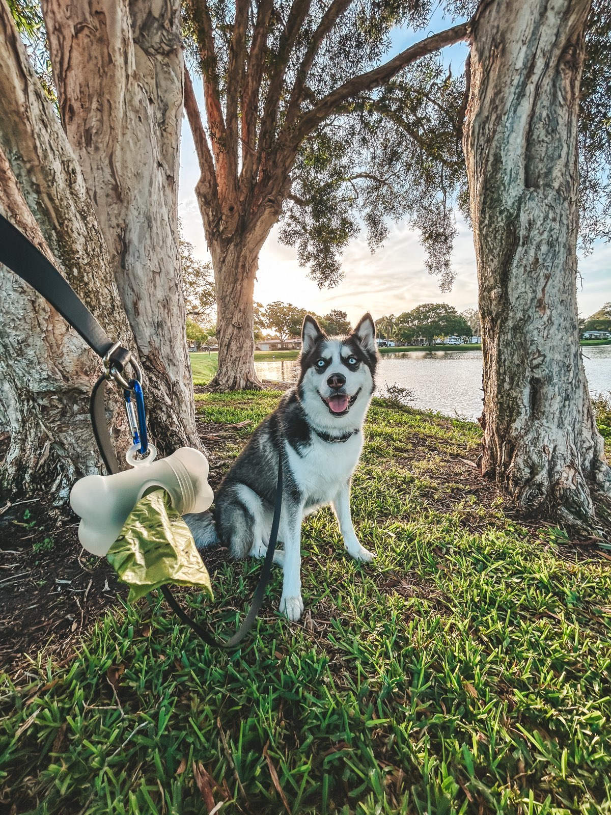 Celebrate Earth Day with your dog – All year long. – Our Howling Adventures
