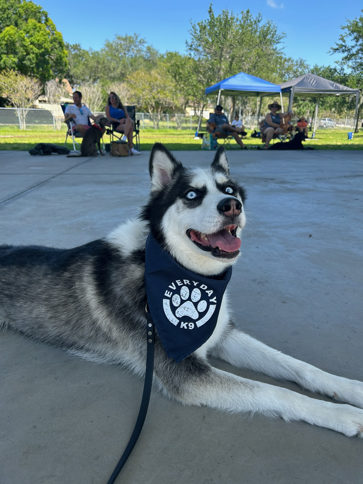 Ultimate Saint Petersburg, FL Summer Bucket List with Your Dog – Our ...